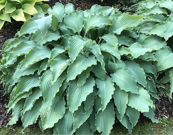 Хоста Нептун (Hosta Neptune) 2л, цена в Санкт-Петербурге от компании ...