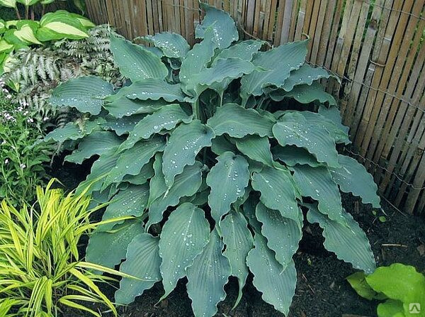 Хоста Блю Каскадс (Hosta Blue Cascades) 2л, цена в Санкт-Петербурге от ...