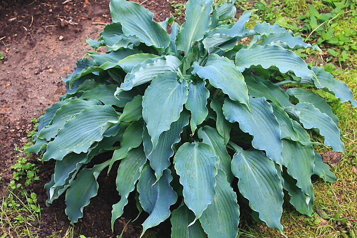 Хоста Блю Каскадс (Hosta Blue Cascades) 2л, цена в Санкт-Петербурге от ...