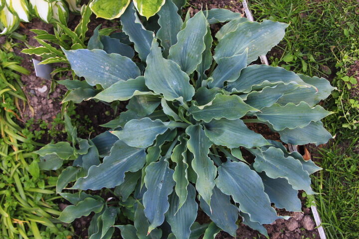 Хоста Блю Каскадс (Hosta Blue Cascades) 2л, цена в Санкт-Петербурге от ...